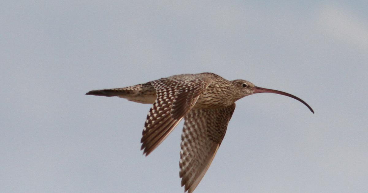 Children’s Field Trip | Shorebird Safari | Off The Leash