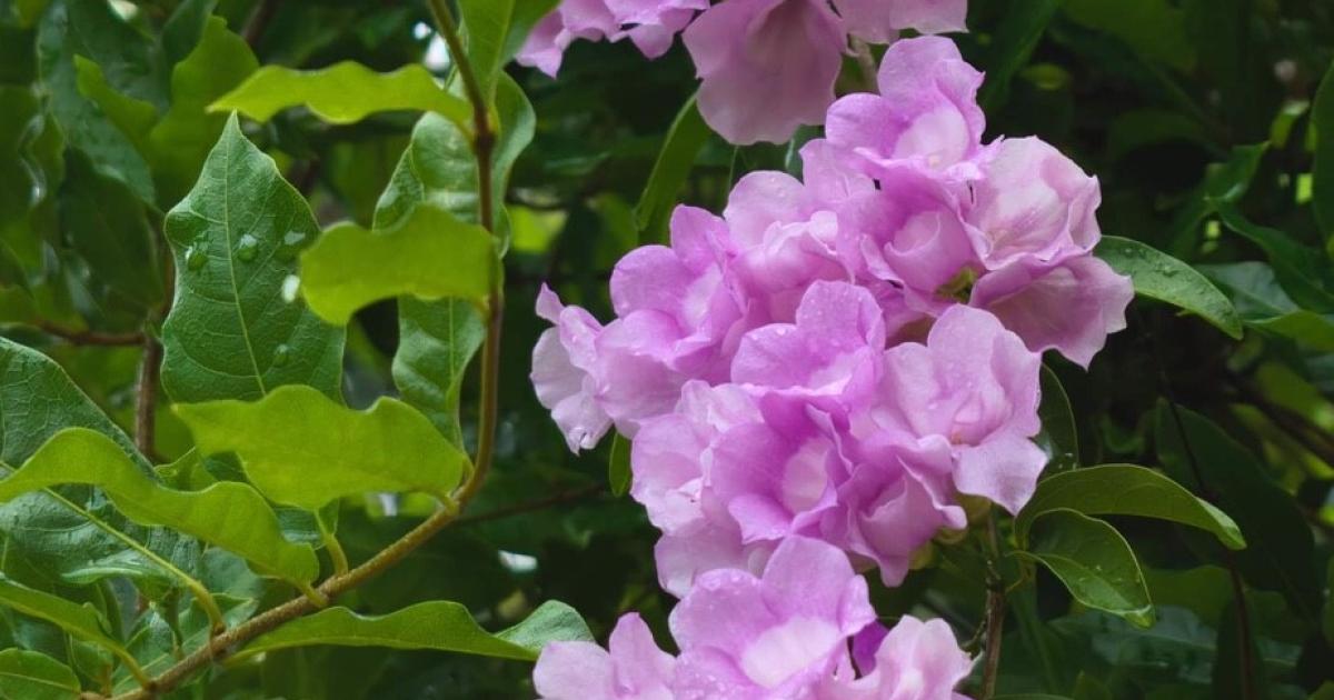 Open Gardens NT - Patto's Place | Off The Leash